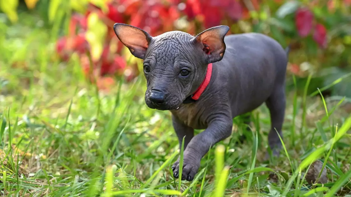 Puppy Xoloitzcuintle