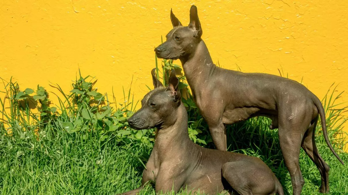 Dikan'ny alika Xoloitzcuintle