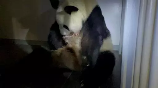 panda