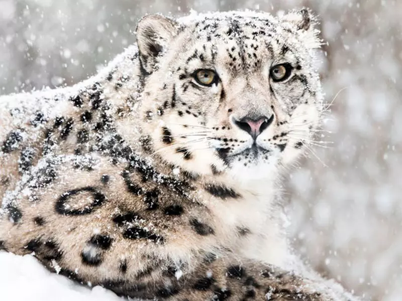 Snow Leopard