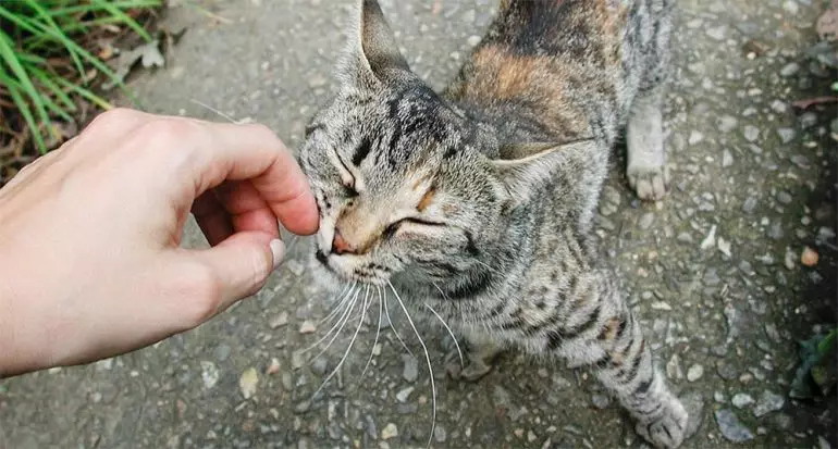 Jista' l-pet tiegħek ikun allerġiku għalik?