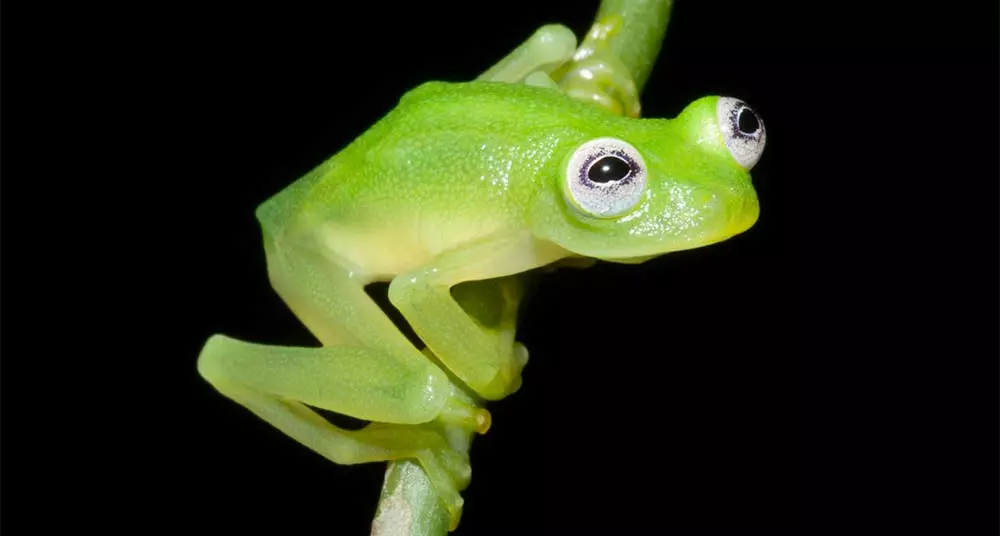 Kermit exemplár podobný žabe
