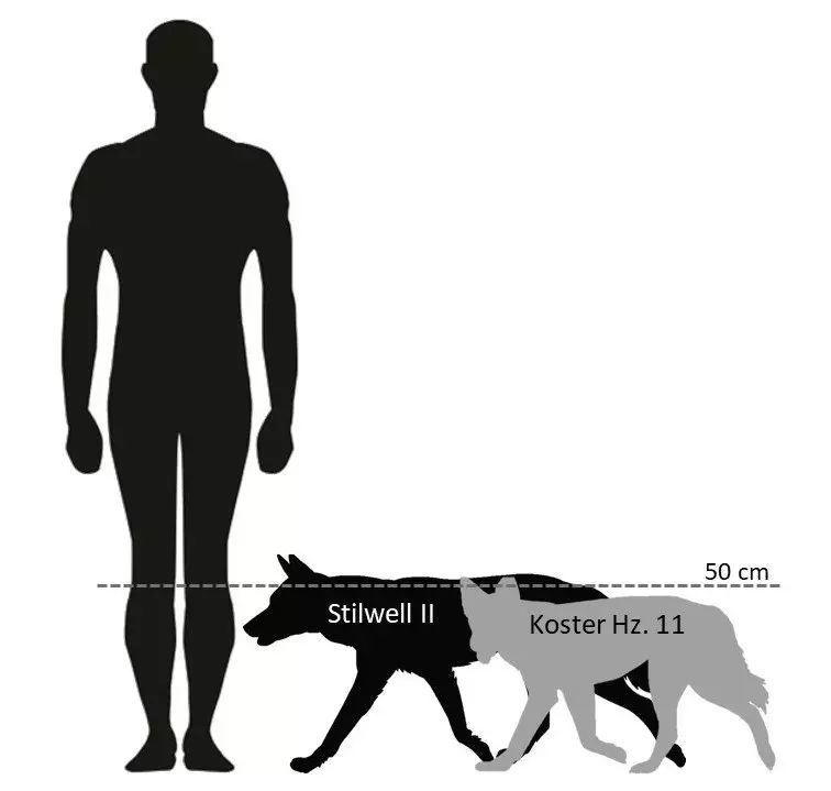 chiens domestiques Amérique