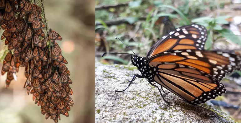 UMonarch Butterfly Nevado de Toluca