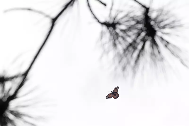 UMonarch Butterfly Nevado de Toluca