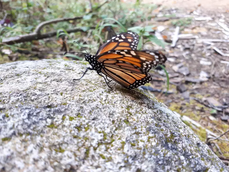 UMonarch Butterfly Nevado de Toluca