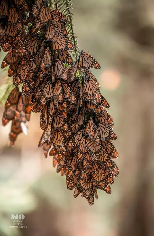 UMonarch Butterfly Nevado de Toluca