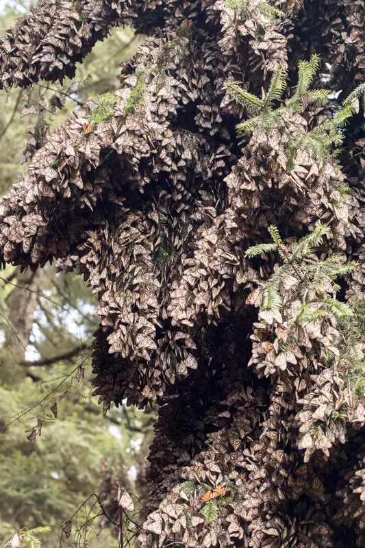 UMonarch Butterfly Nevado de Toluca