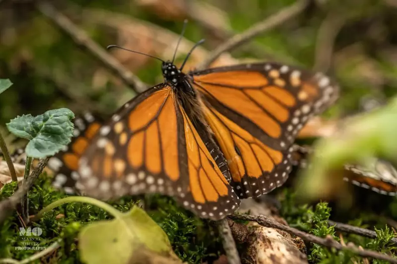 UMonarch Butterfly Nevado de Toluca