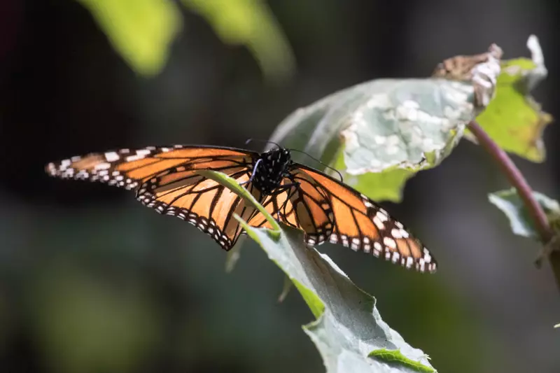 UMonarch Butterfly Nevado de Toluca