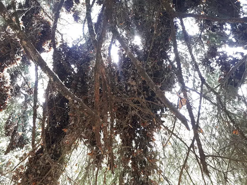 UMonarch Butterfly Nevado de Toluca