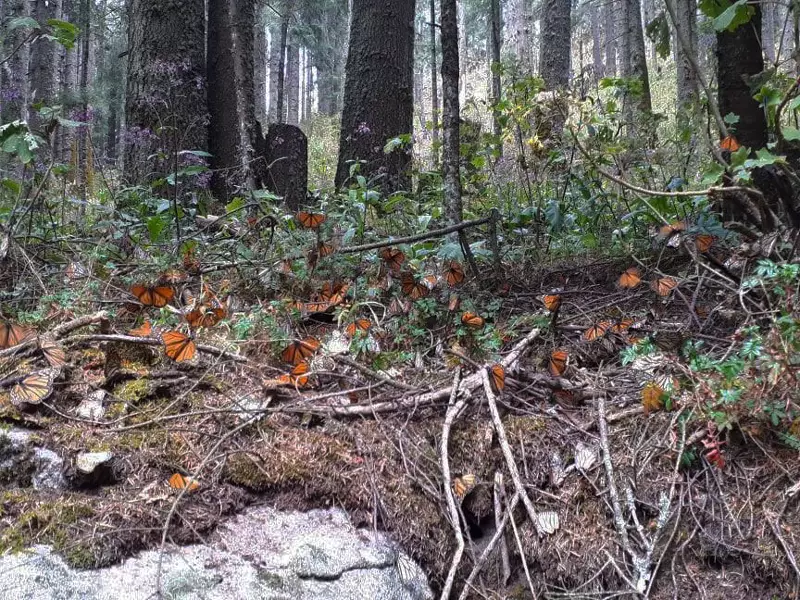 UMonarch Butterfly Nevado de Toluca