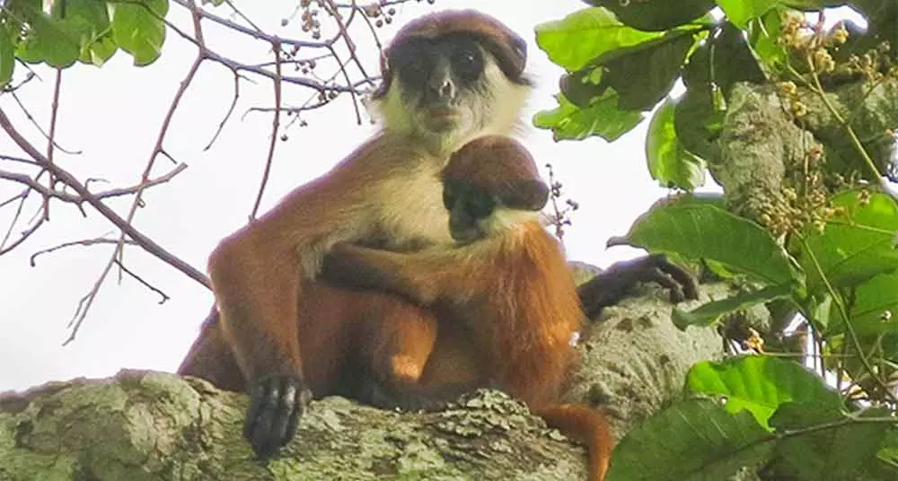 Monyet Afrika yang langka, difoto untuk pertama kalinya