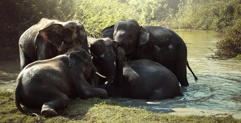 elephants thailand