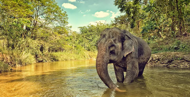 elephant thailand