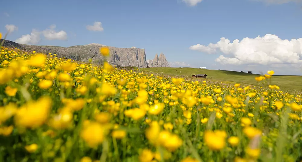 Cowboys ing meadow alpine paling gedhé ing Eropah 2137_4