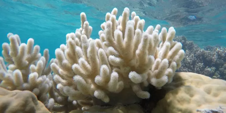 Gajimare na bleaching na Babban Barrier Reef