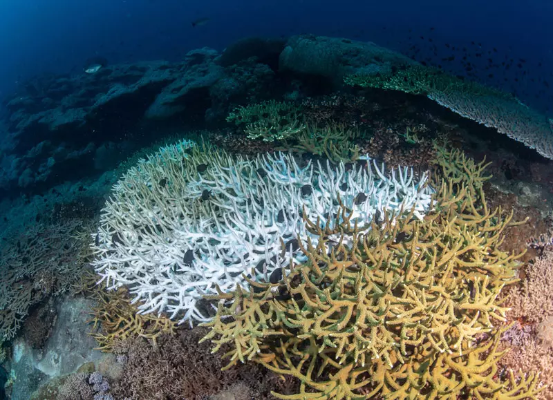 Gajimare na bleaching na Babban Barrier Reef