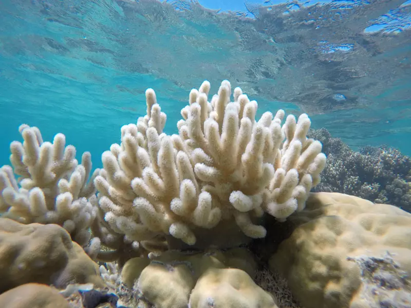 Gajimare na bleaching na Babban Barrier Reef