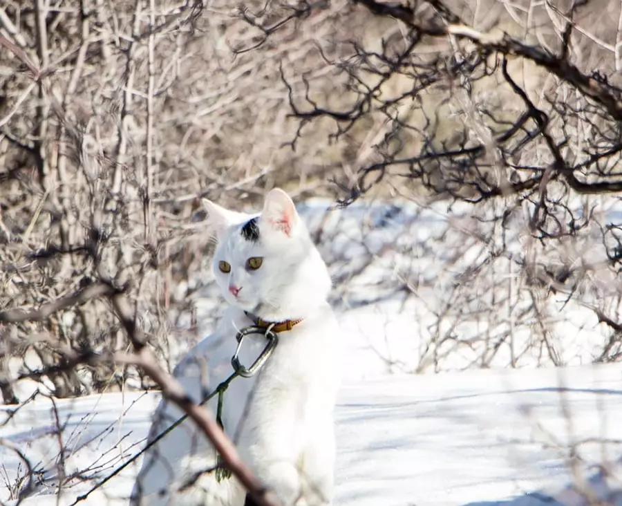 Incontra il gatto viaggiatore che ha conquistato Instagram 21491_4