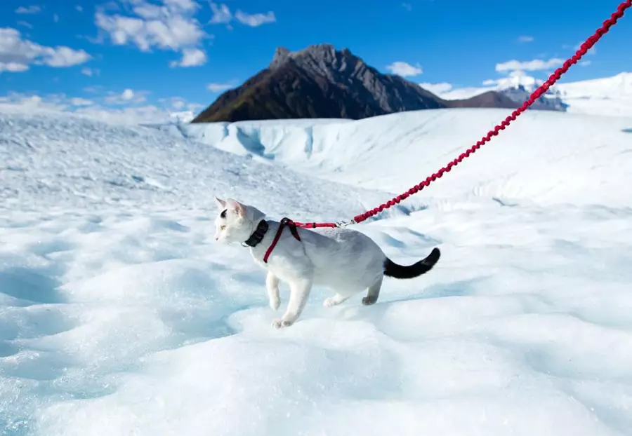 Incontra il gatto viaggiatore che ha conquistato Instagram 21491_7