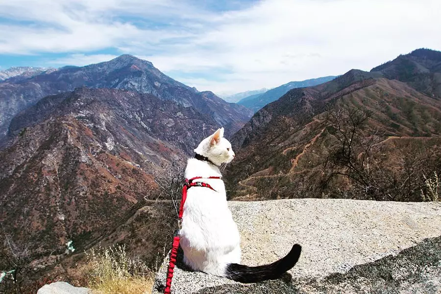 Conheça o gato viajante que conquistou o Instagram 21491_8