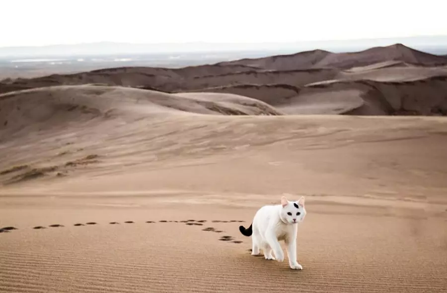 Ontmoet de reizende kat die Instagram heeft veroverd 21491_9