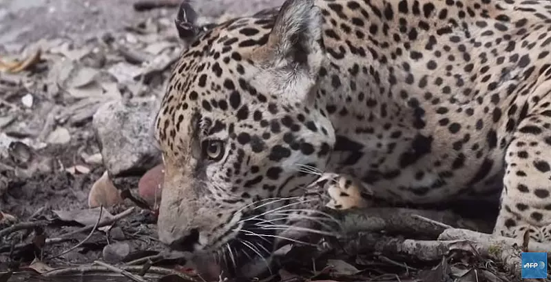 Li-jaguar, likhama le li-tapir li boetse li hlaha serapeng sa boikhathollo sa Guatemala