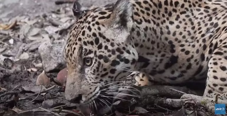 Guatamala Jaguars éin ainmhithe tapirs