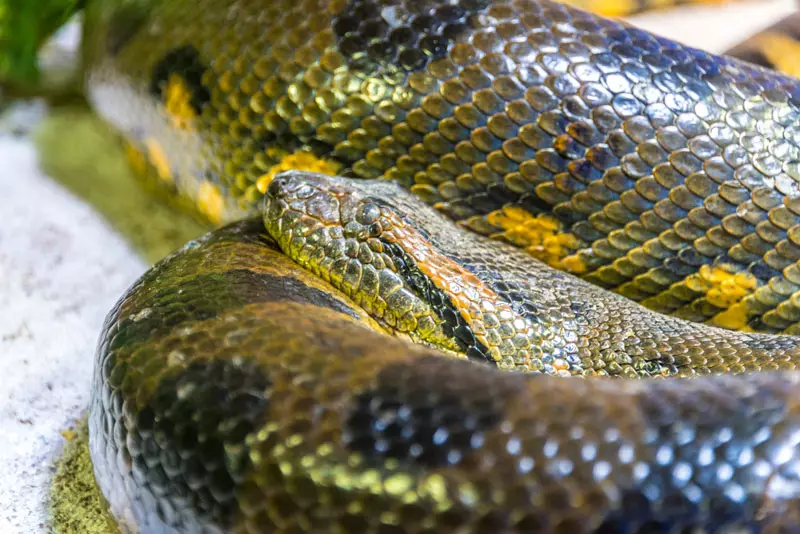 mergulhadores de anaconda