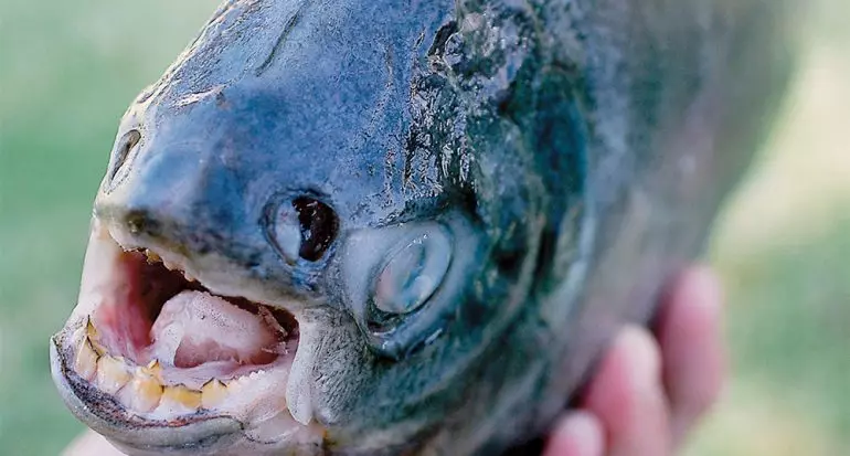 Pacu nga isda nga nakit-an nga adunay ngipon sa tawo