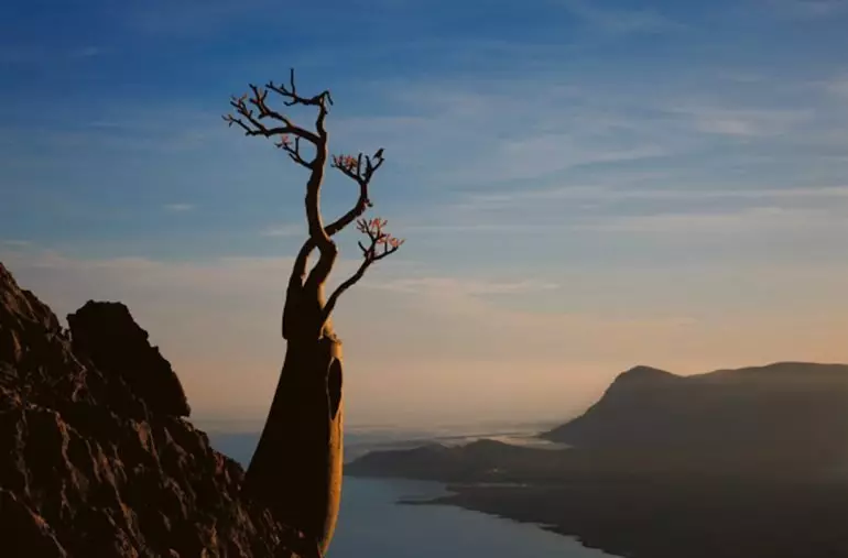 Iyo Socotra Archipelago