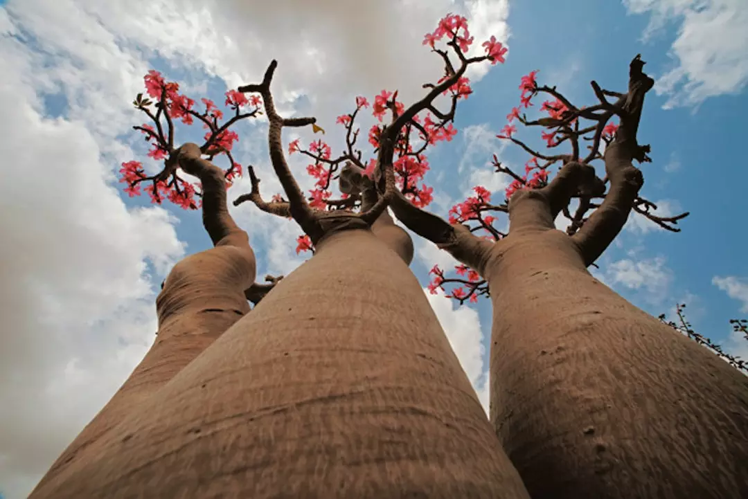 Socotra-skjærgården, en merkelig arv fra planeten 2306_11