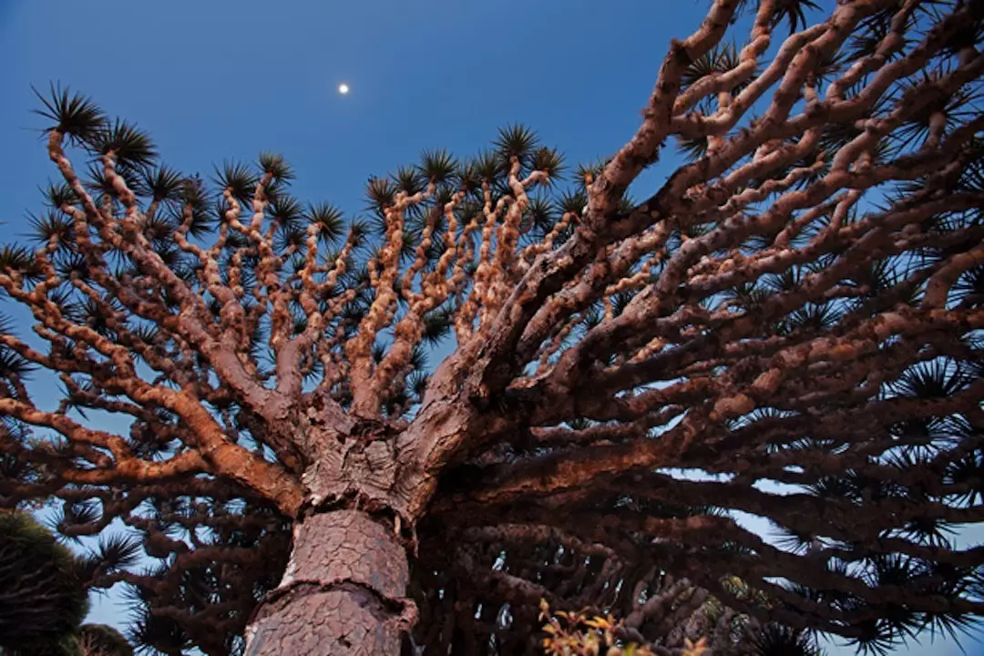 Socotra-skjærgården, en merkelig arv fra planeten 2306_4