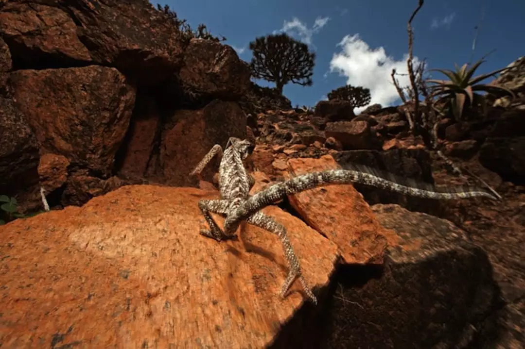 Socotra-skjærgården, en merkelig arv fra planeten 2306_6