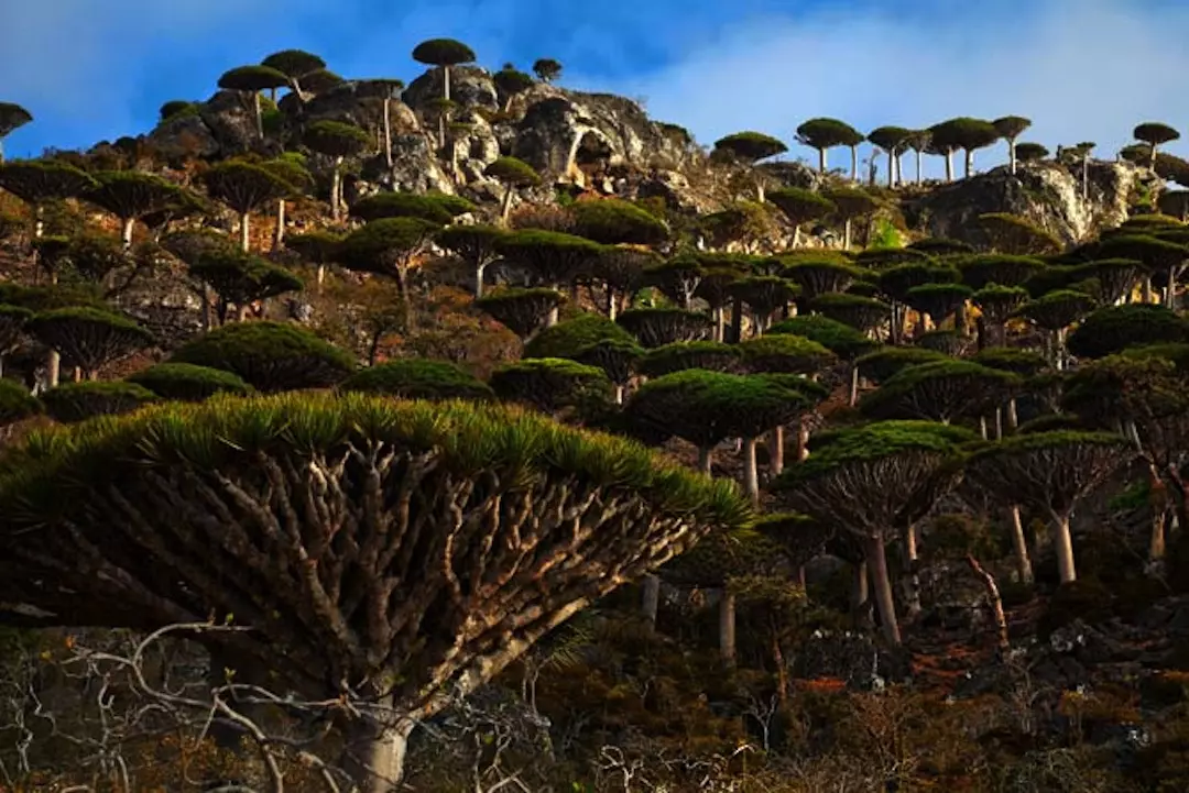 The Socotra archipelago, inoshamisa nhaka yepasi 2306_9