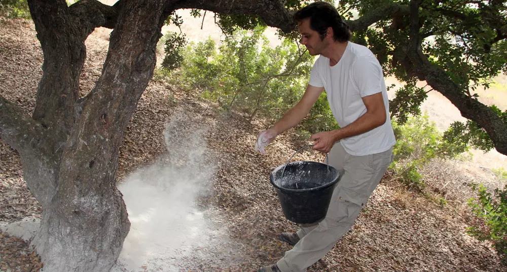 Mastic, le trésor collant de l'île de Chios 2344_6