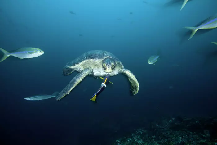 mga pagong sa dagat