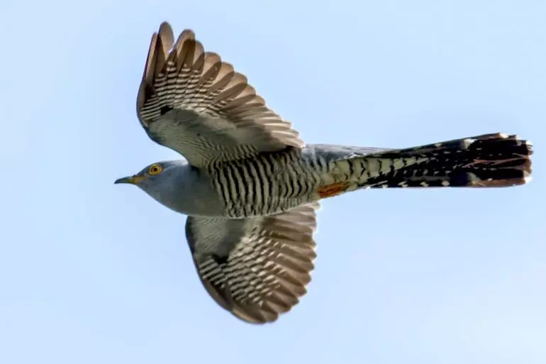 cuckoo