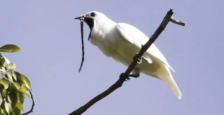 dering putih burung paling kuat