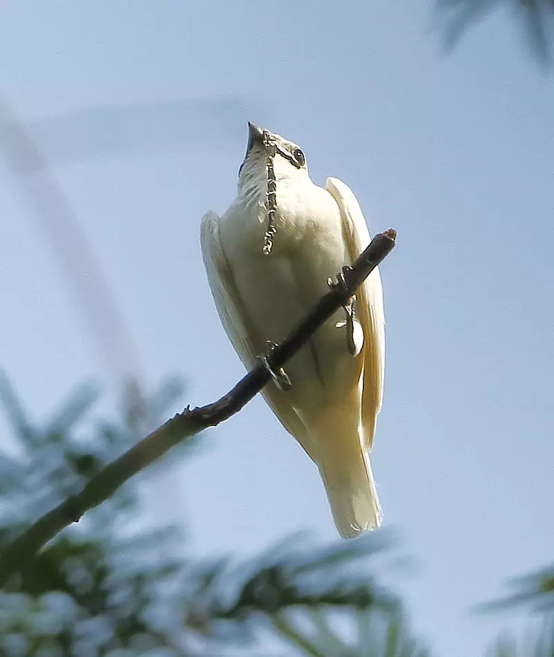 luidste vogel op aarde