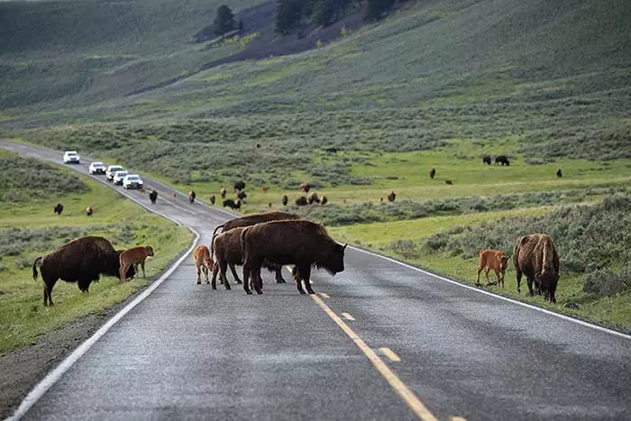 Yellowstone, 100 ans de nature à son meilleur 2479_3