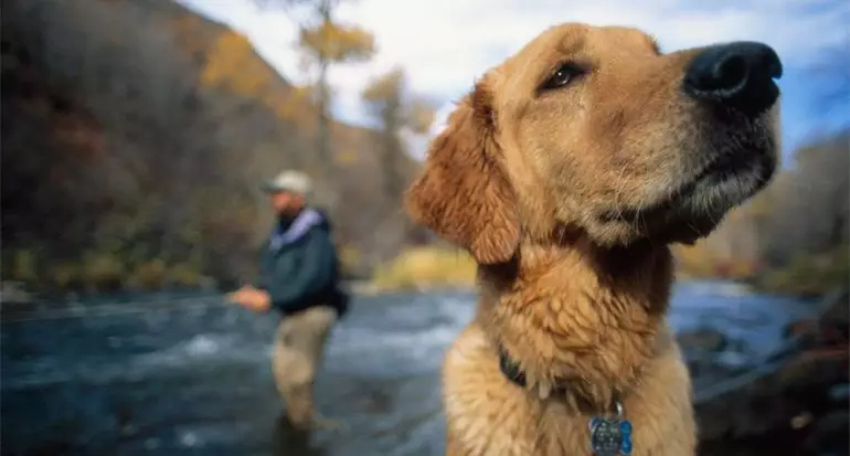 Os cães são mais parecidos conosco do que pensávamos