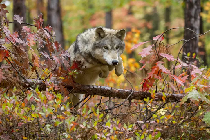 Lobos