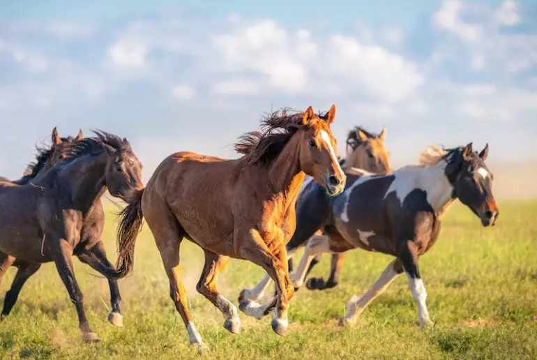 mustang sovaĝaj ĉevaloj