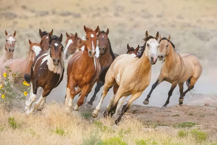 mustang sovaĝaj ĉevaloj