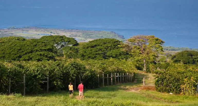 Hawaii'nin tadı