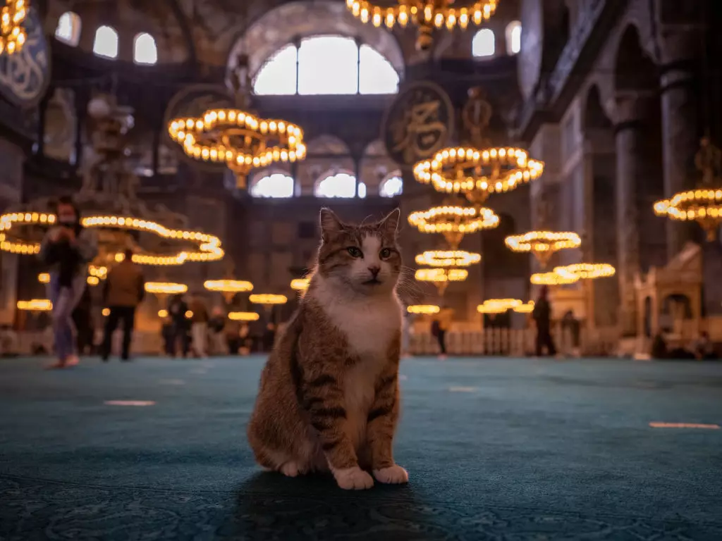 Ang Hagia Sophia Mosque ay isang kanlungan para sa mga Turkish domestic cats