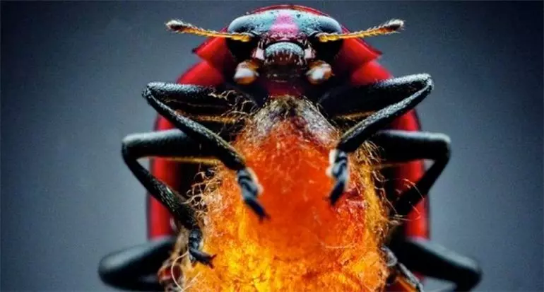 Vodnik za obisk razstav National Geographic v Querétaru