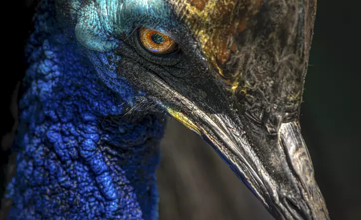 cassowary